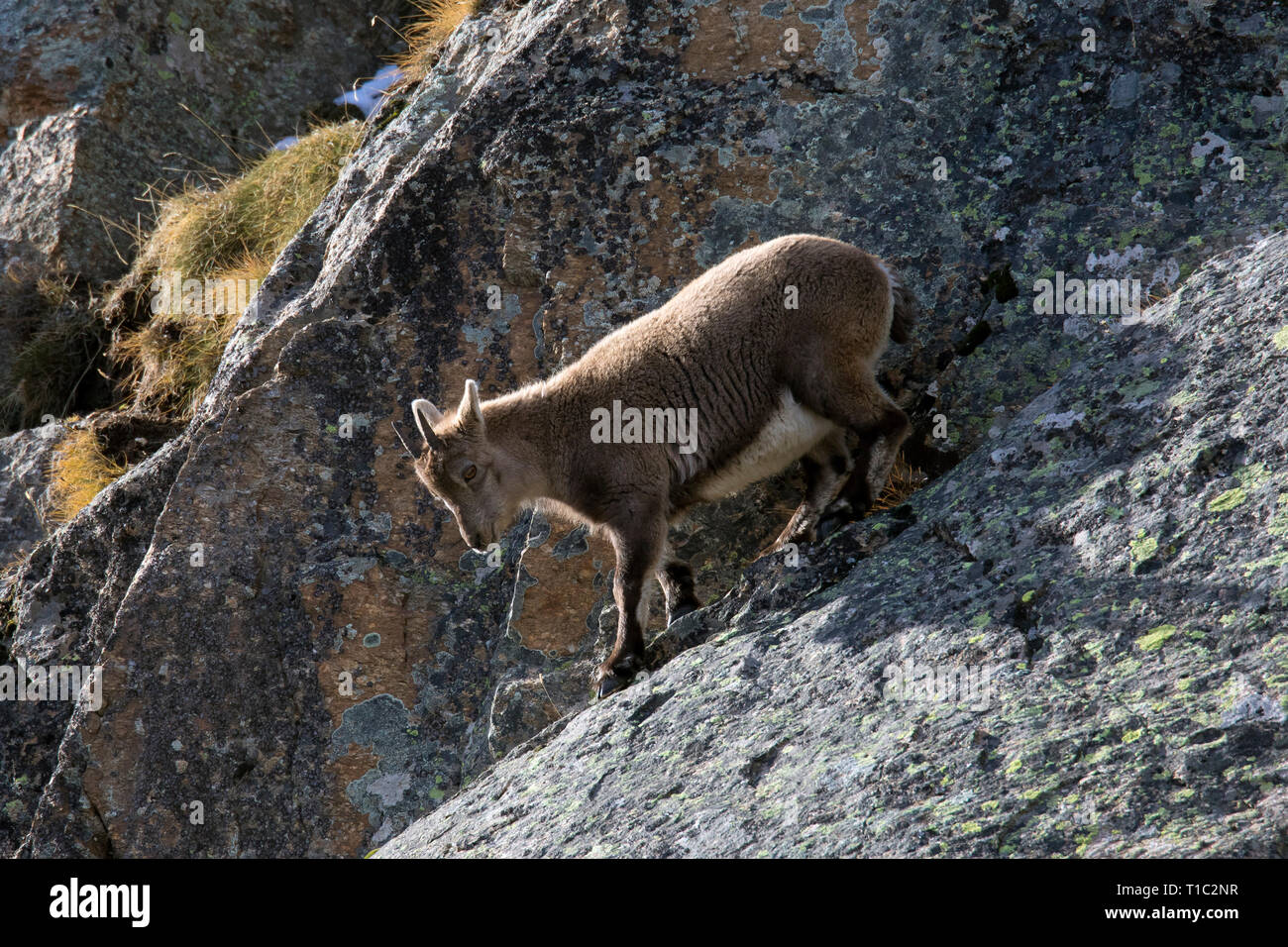 Switzerland mountain goat kid hi-res stock photography and images - Alamy