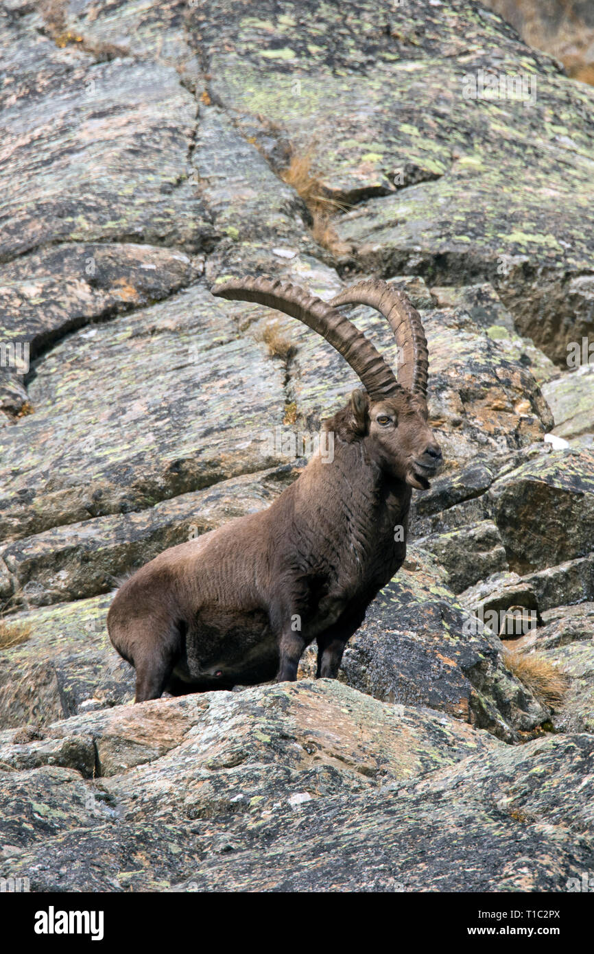 Alpine ibex (Capra ibex) male with large horns foraging in rock face on ...
