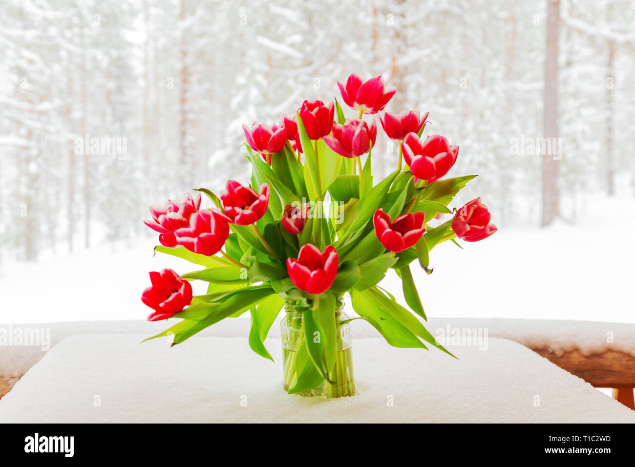 Bouquet of tulips in the snowy woods. Waiting for spring and warmth ...