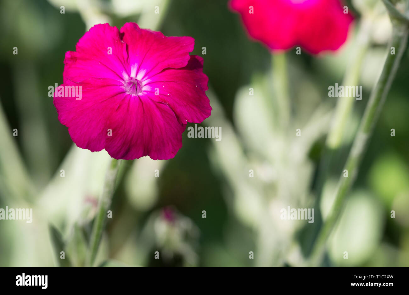 Rose campion leaves hi-res stock photography and images - Alamy