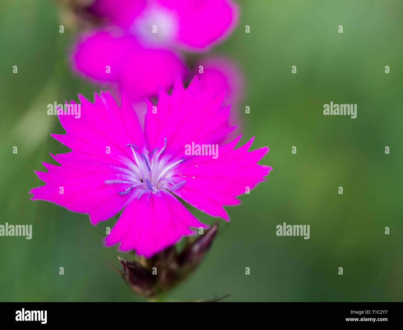 Pink Carnation close up Stock Photo - Alamy