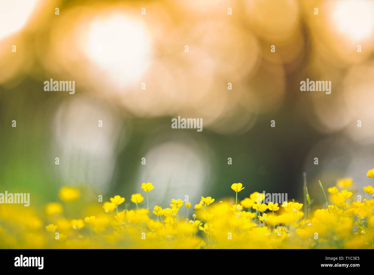 Buttercup glow hi-res stock photography and images - Alamy