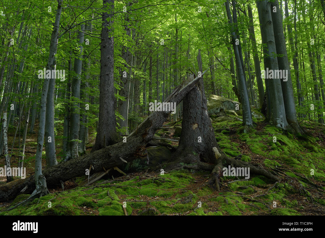Forest landscape. Broken tree. Beautiful moss Stock Photo - Alamy