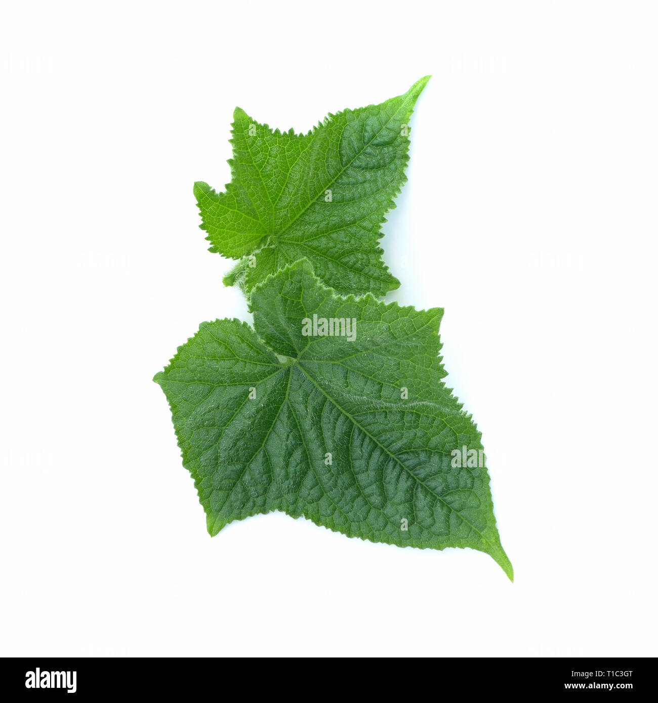 Cucumber leaf leaves plant hi-res stock photography and images - Alamy