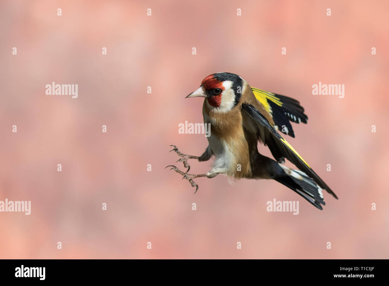 Goldfinch in flight hi-res stock photography and images - Alamy