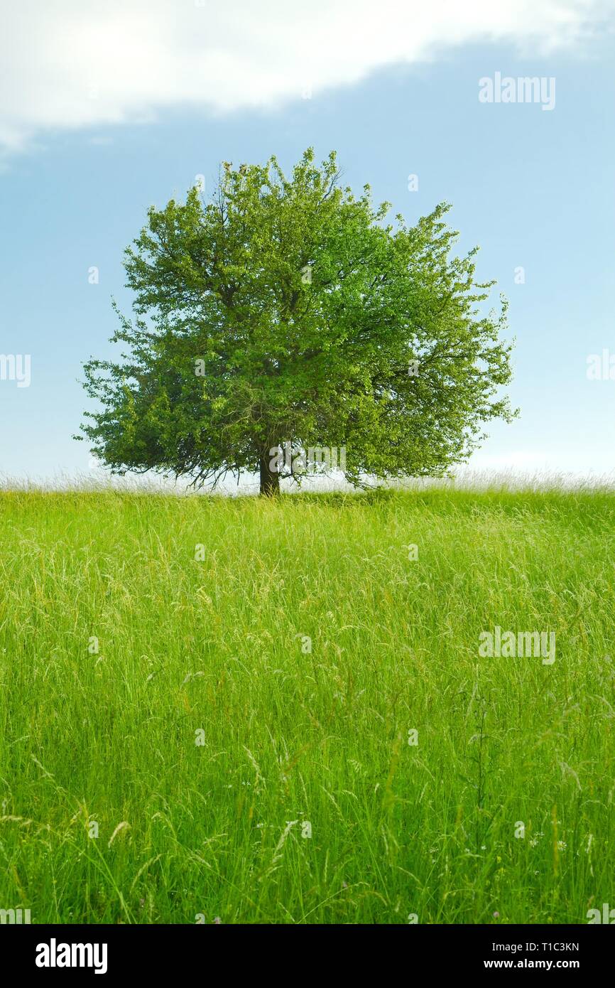 Tree on a field Stock Photo - Alamy