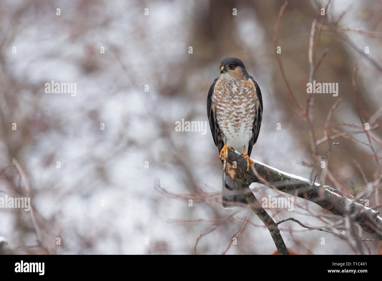 On a wintery day, a sharp-shinned hawk perches on a broken branch ...
