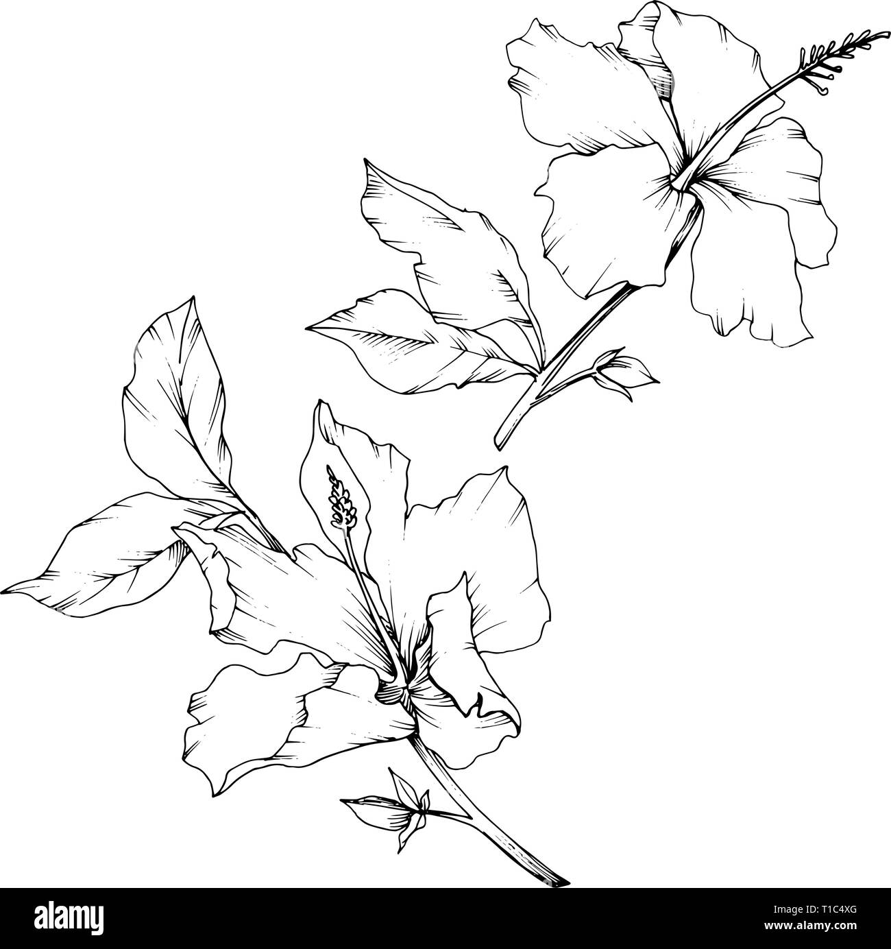 Vector Hibiscus floral botanical flower. Black and white engraved ink art. Isolated hibiscus ...