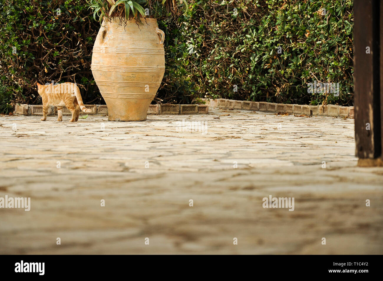 Cat greek vase hi-res stock photography and images - Alamy