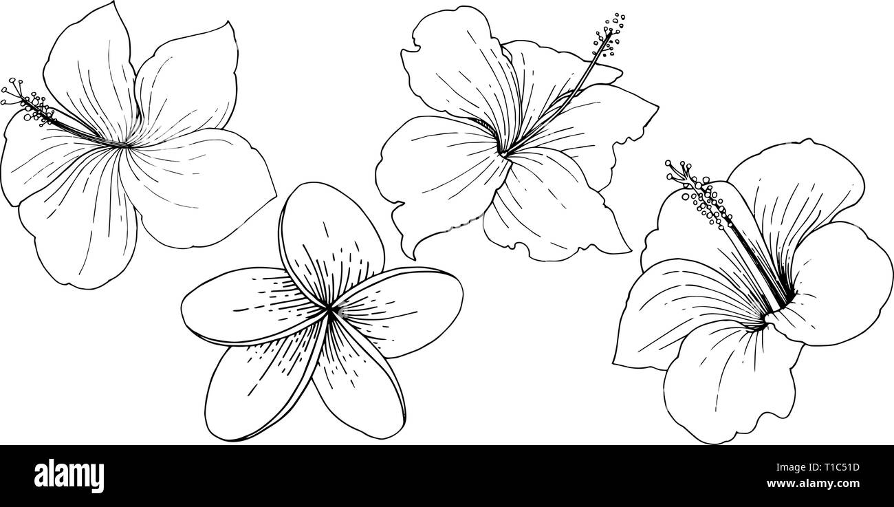 Vector Hibiscus floral tropical flowers. Black and white engraved ink art. Isolated hibiscus ...