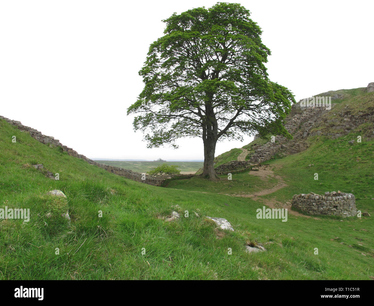 The Tree at Sycamore Gap, Hadrian's Wall, Northumberland Stock Photo ...
