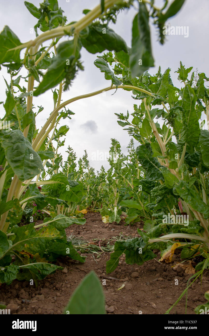 Various produce hi-res stock photography and images - Alamy