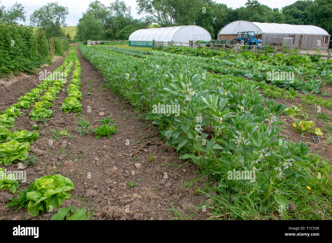Various produce hi-res stock photography and images - Alamy