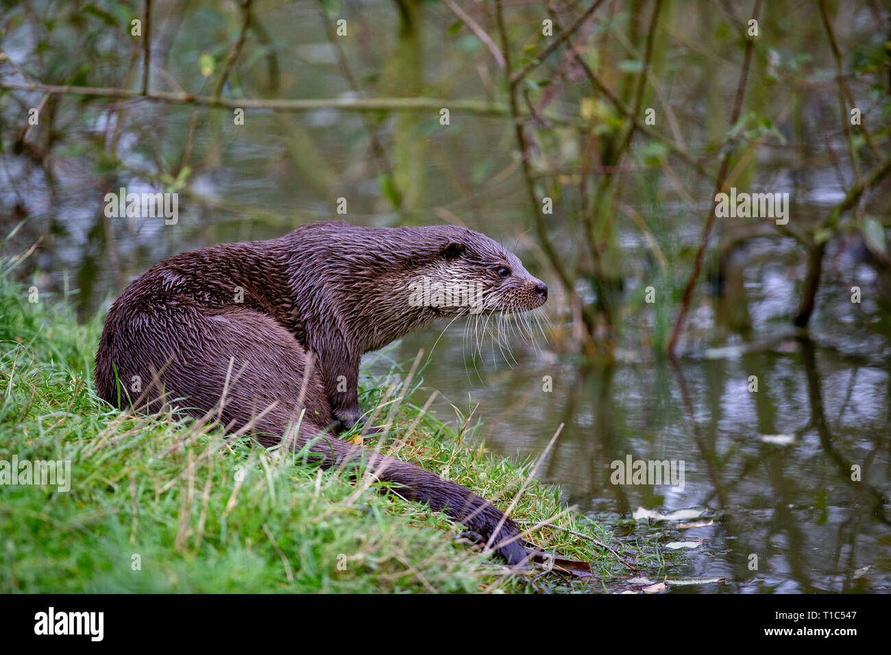 The Eurasian otter (Lutra lutra), also known as the European otter ...