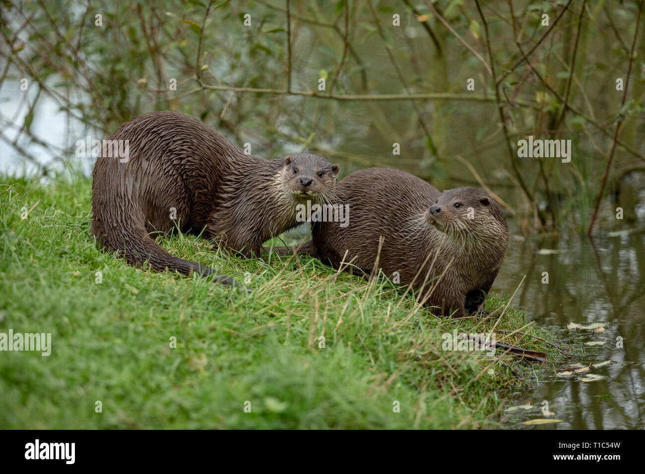 The Eurasian otter (Lutra lutra), also known as the European otter ...