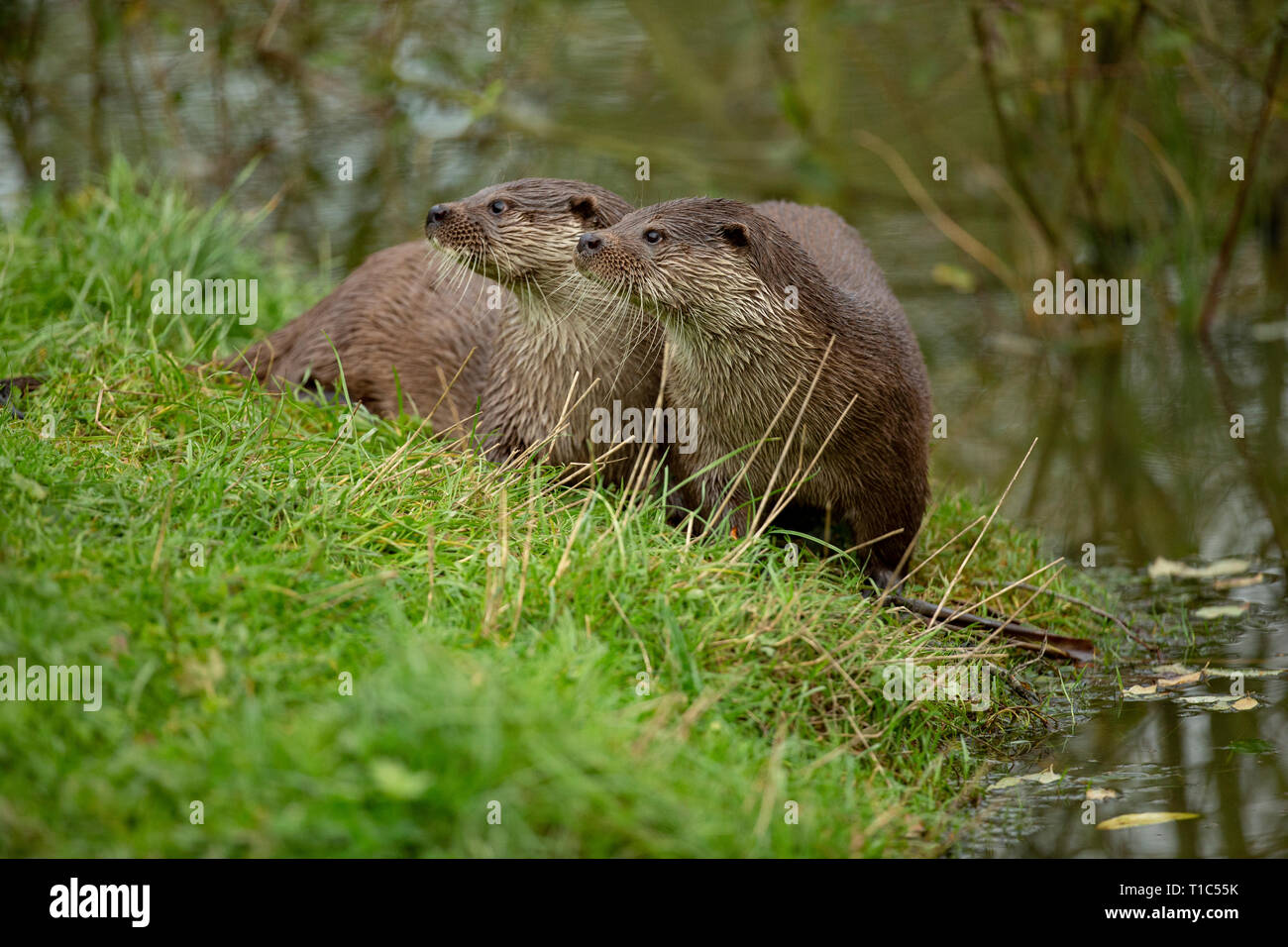 The Eurasian otter (Lutra lutra), also known as the European otter ...