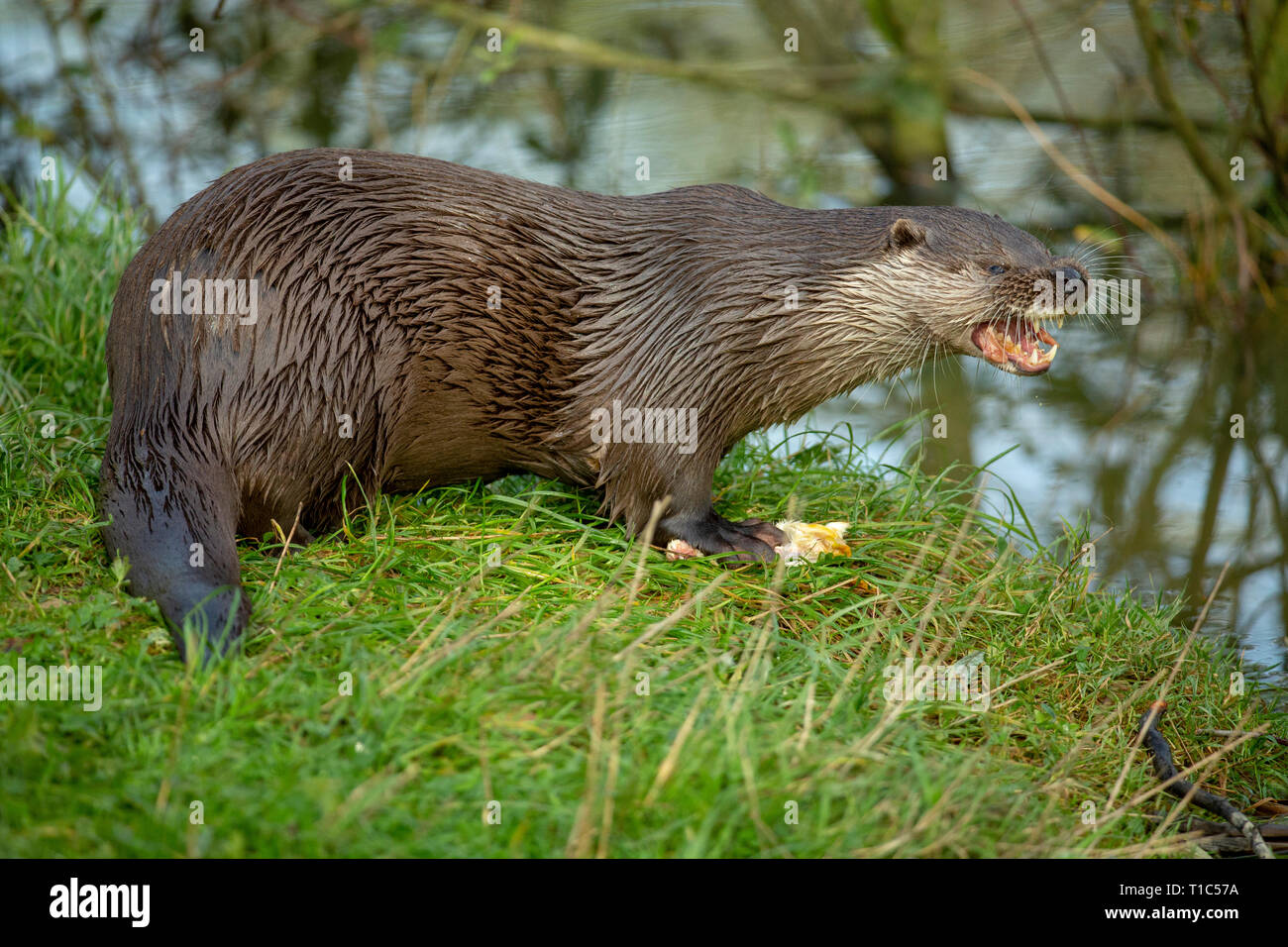 The Eurasian otter (Lutra lutra), also known as the European otter ...