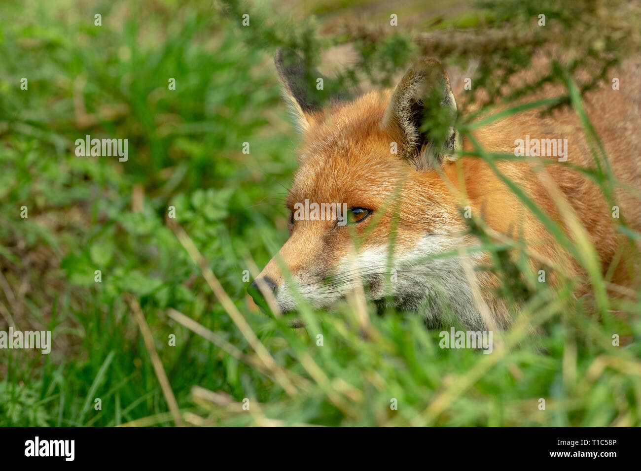 The British Red Fox (Vulpes vulpes Stock Photo - Alamy