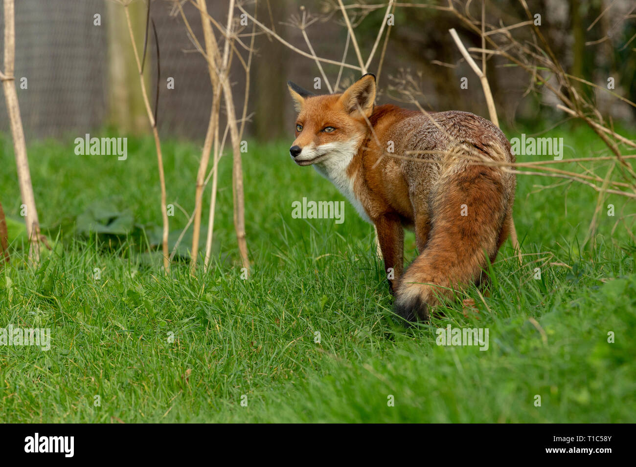 British red fox hi-res stock photography and images - Alamy
