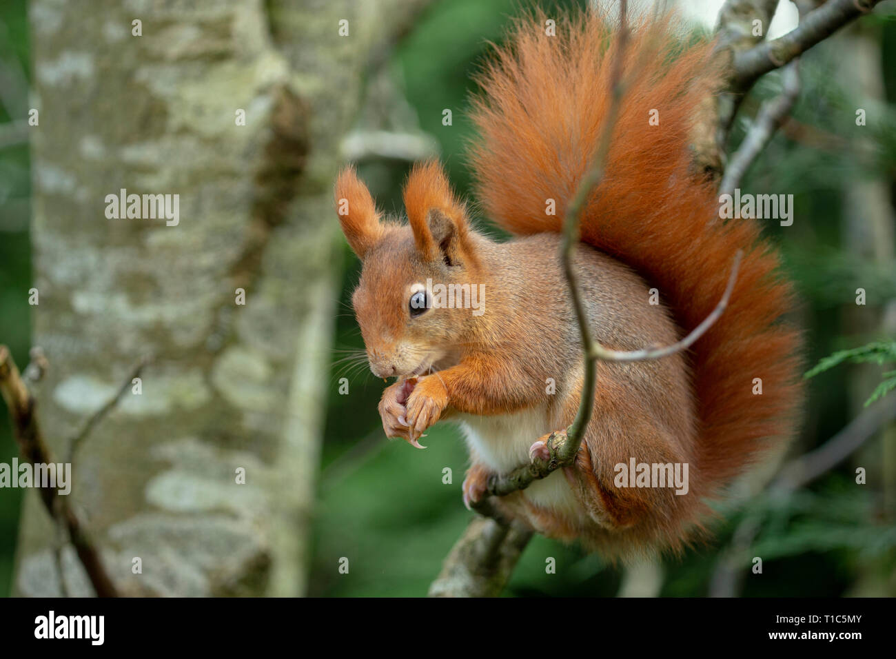 The British Red Squirrel (Sciurus vulgaris Stock Photo - Alamy