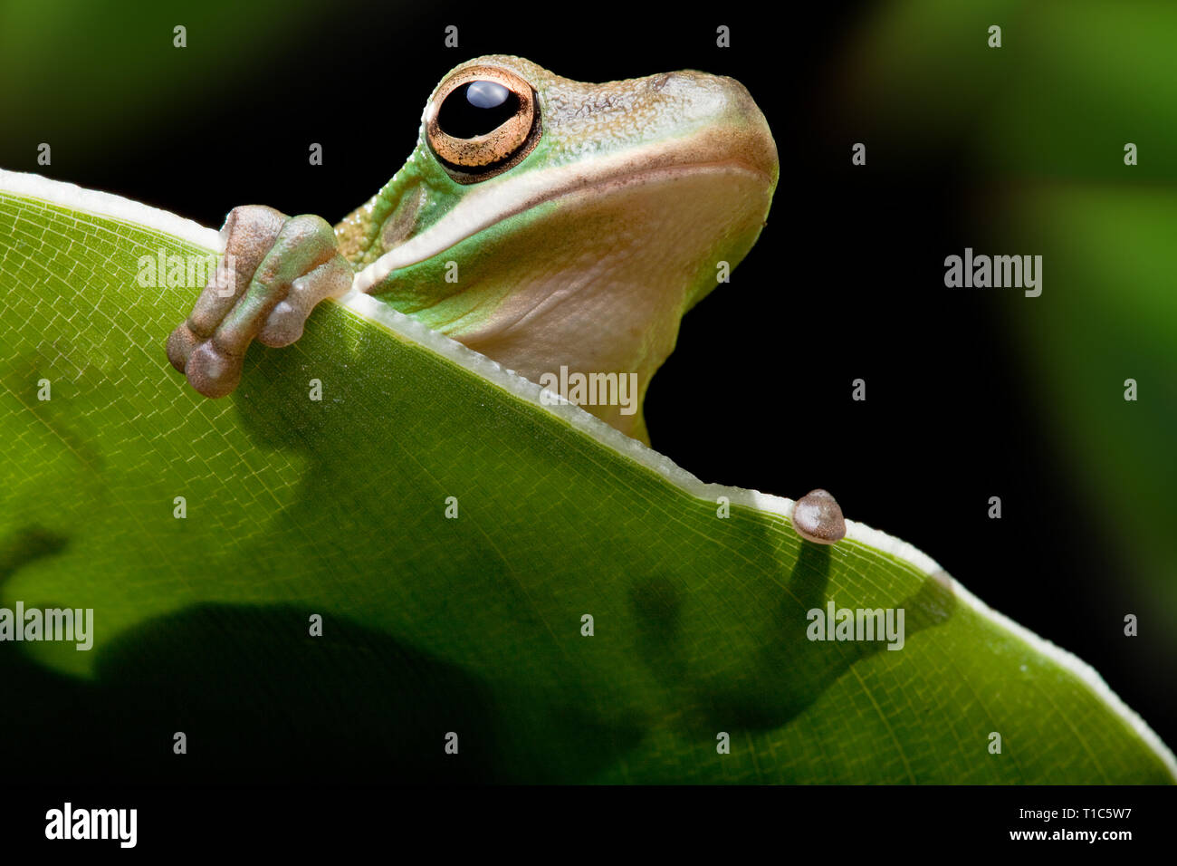 Little green tree frog sitting on a banana leaf Stock Photo - Alamy