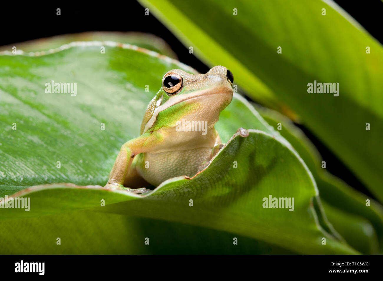 Tree frog on leaves hi-res stock photography and images - Alamy