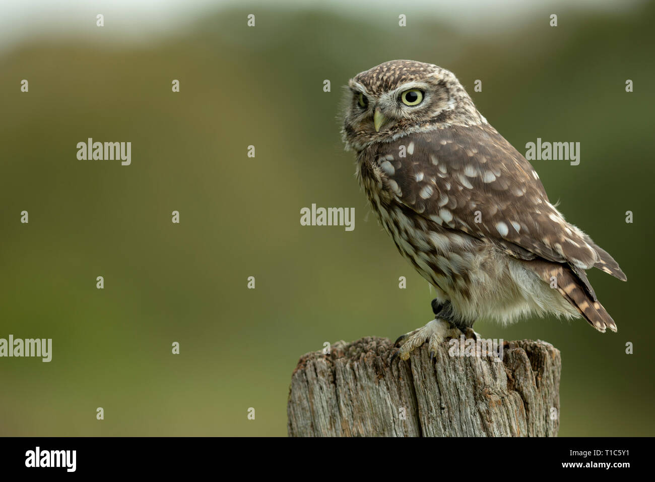 Surrey wildlife centre hi-res stock photography and images - Alamy