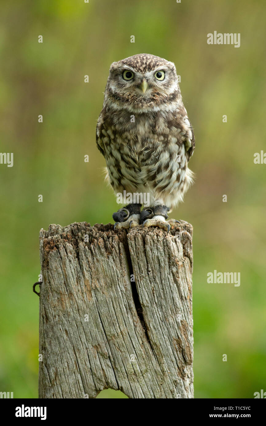 Surrey wildlife centre hi-res stock photography and images - Alamy