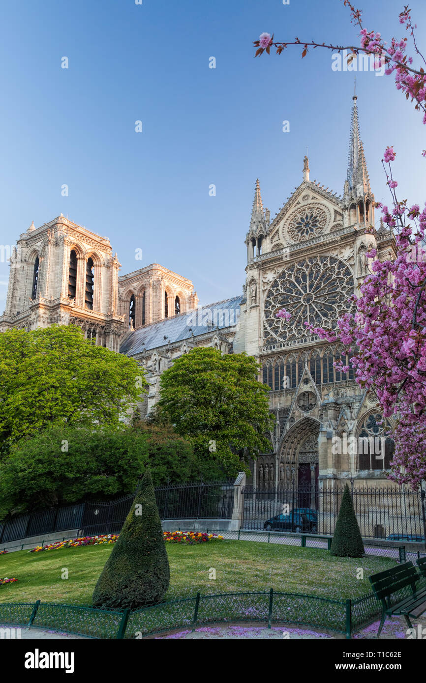 Paris, Notre Dame cathedral with spring trees in France Stock Photo - Alamy