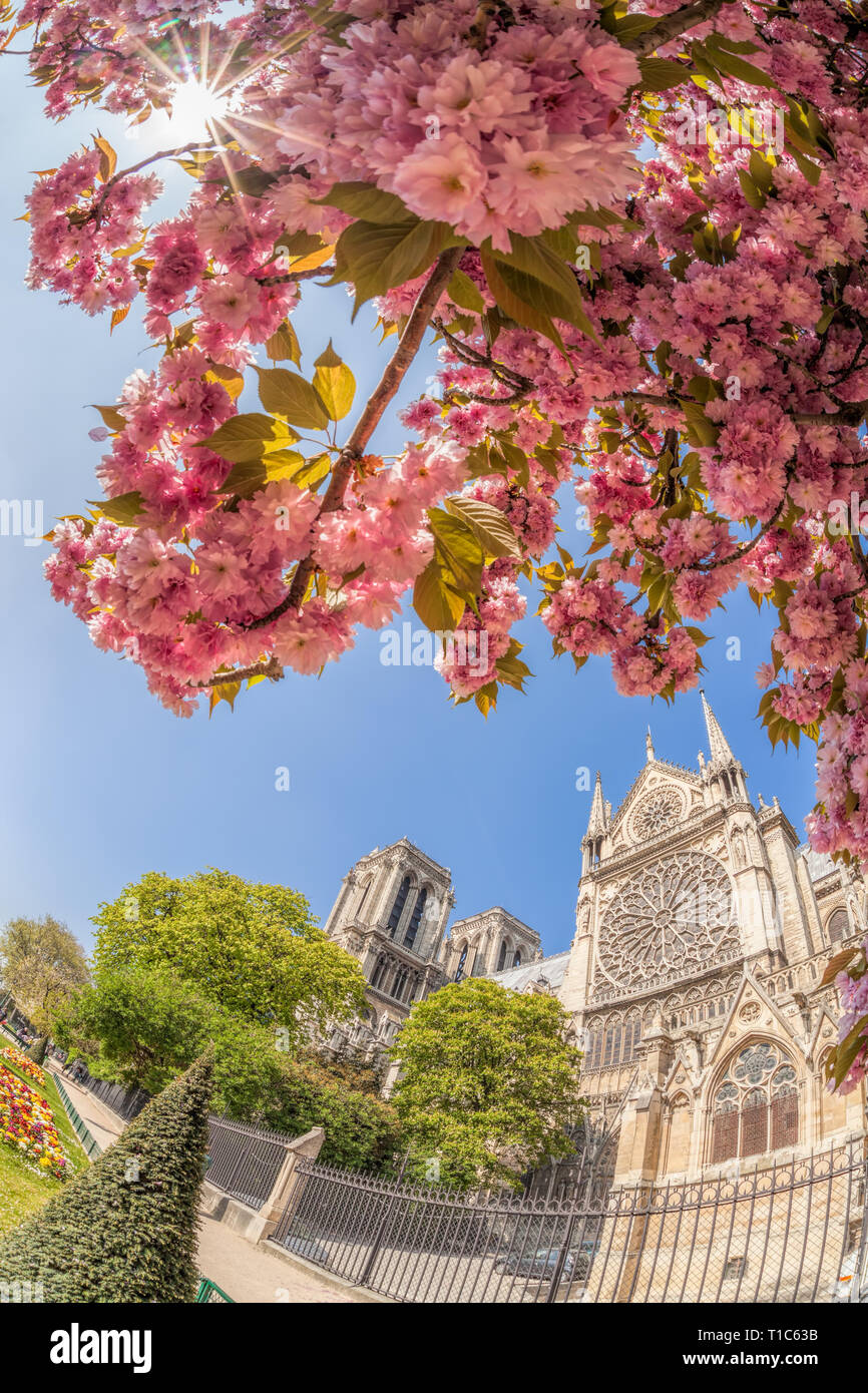 Paris, Notre Dame cathedral with spring trees in France Stock Photo - Alamy