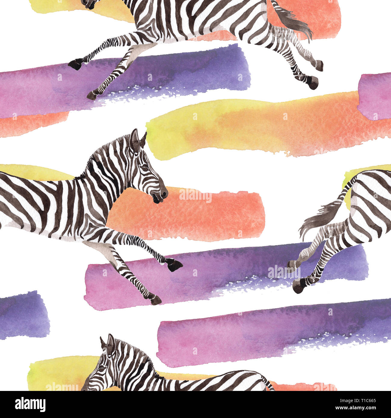 Exotic zebra wild animal in a watercolor style. Watercolor background ...