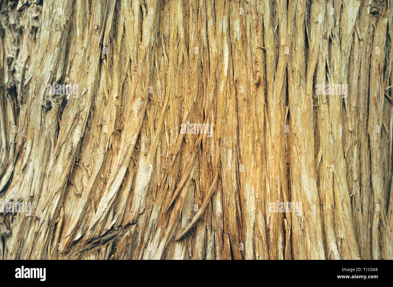 Tropical Tree Trunk Background. The Texture of the Bark of a Deciduous ...