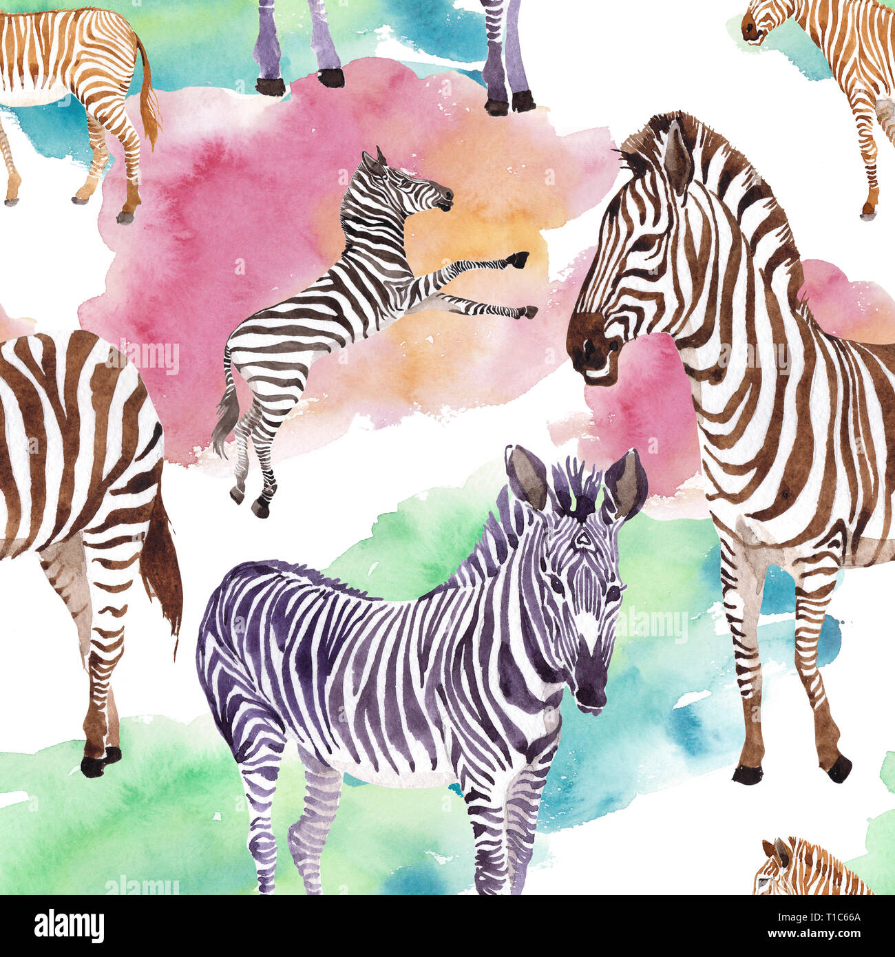 Exotic zebra wild animal in a watercolor style. Watercolor background ...