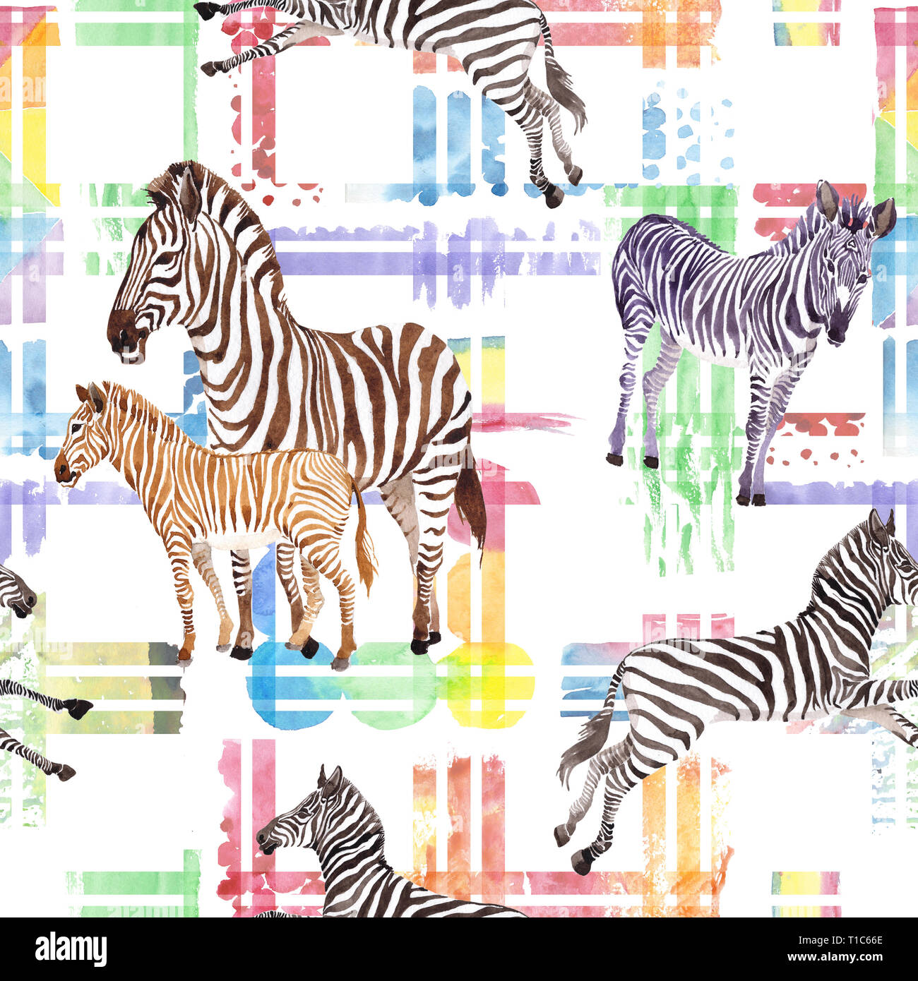 Exotic zebra wild animal in a watercolor style. Watercolor background ...