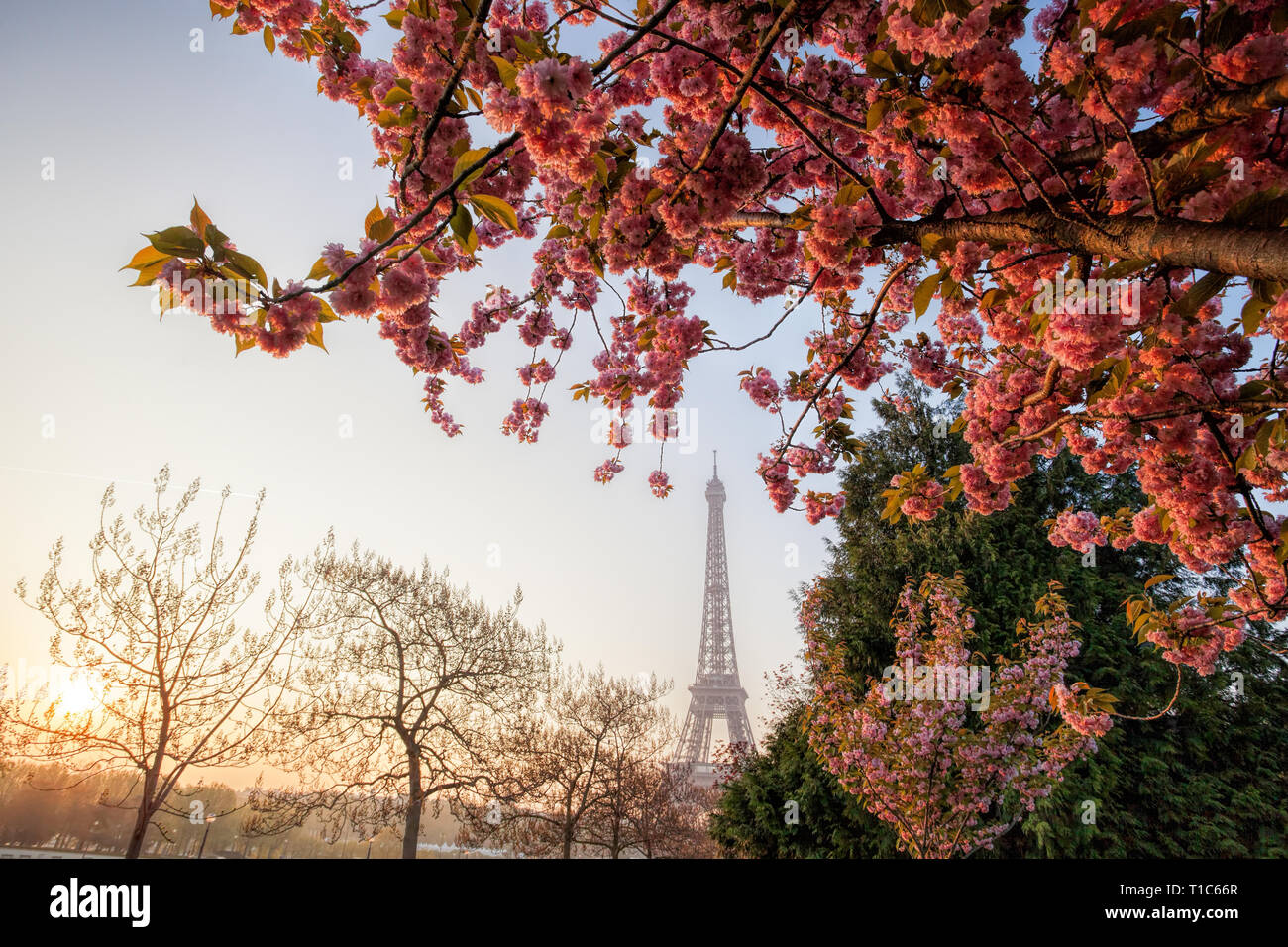 Eiffel Tower with spring trees in Paris, France Stock Photo - Alamy