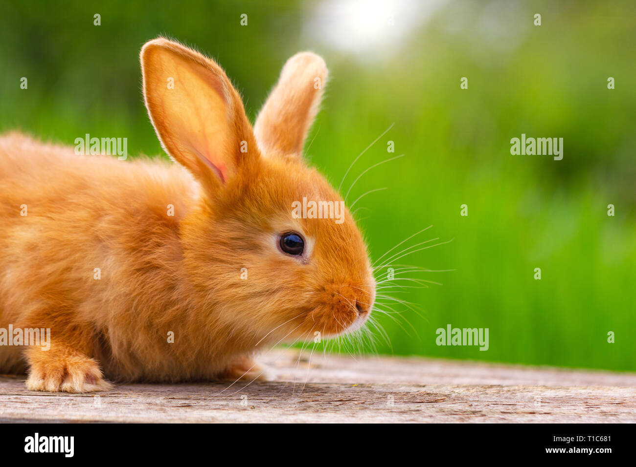 beautiful little fluffy red rabbit on a Sunny spring day on a green ...