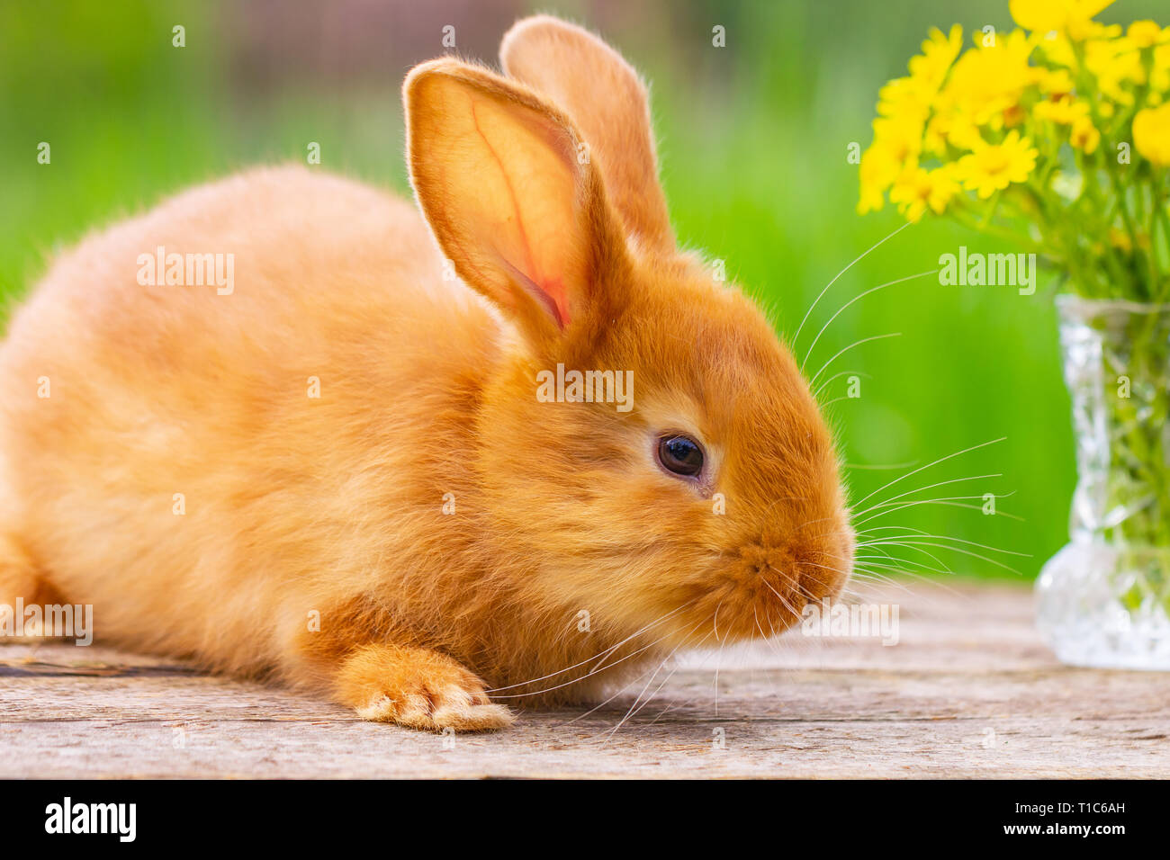 red fluffy rabbit looks on the background of green nature Stock Photo ...