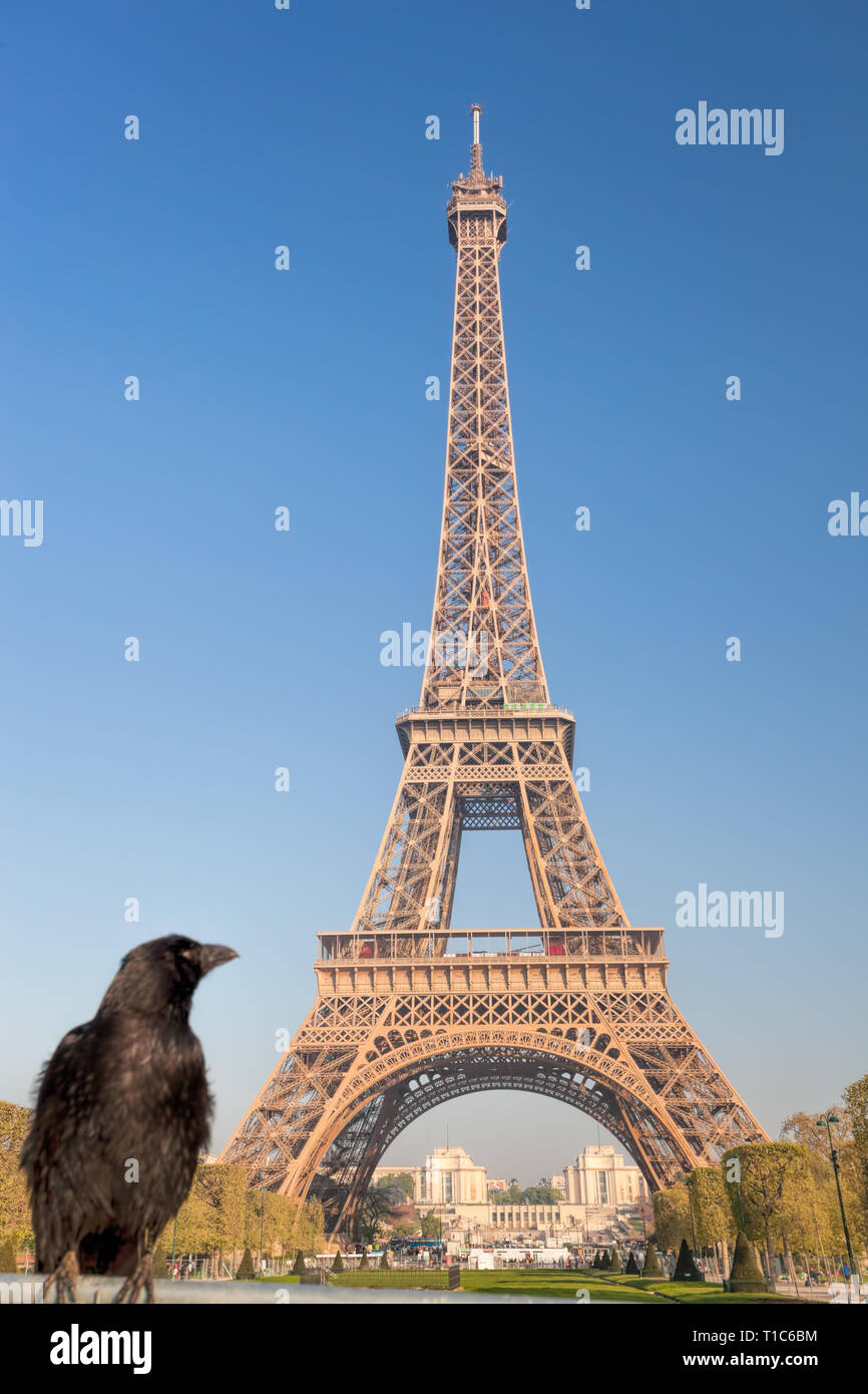 Raven looking at the Eiffel Tower in Paris, France Stock Photo - Alamy