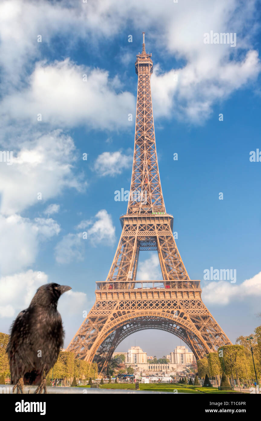 Raven looking at the Eiffel Tower in Paris, France Stock Photo - Alamy