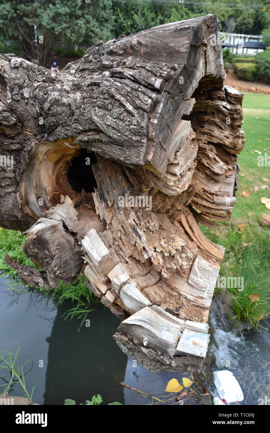 Tree side view hi-res stock photography and images - Alamy