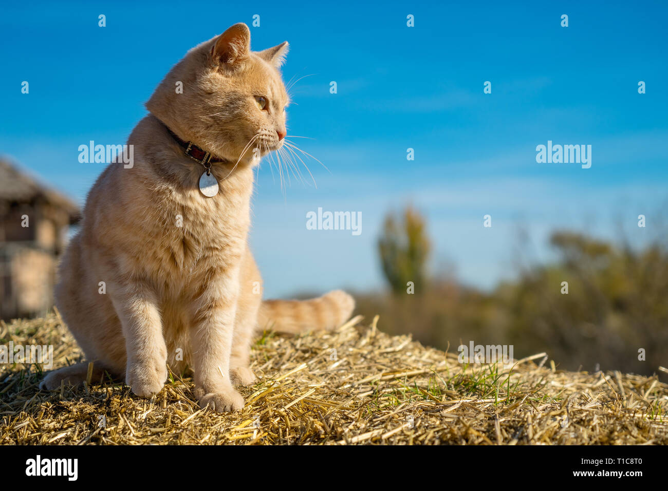 Top view playful ginger cat hi-res stock photography and images - Alamy