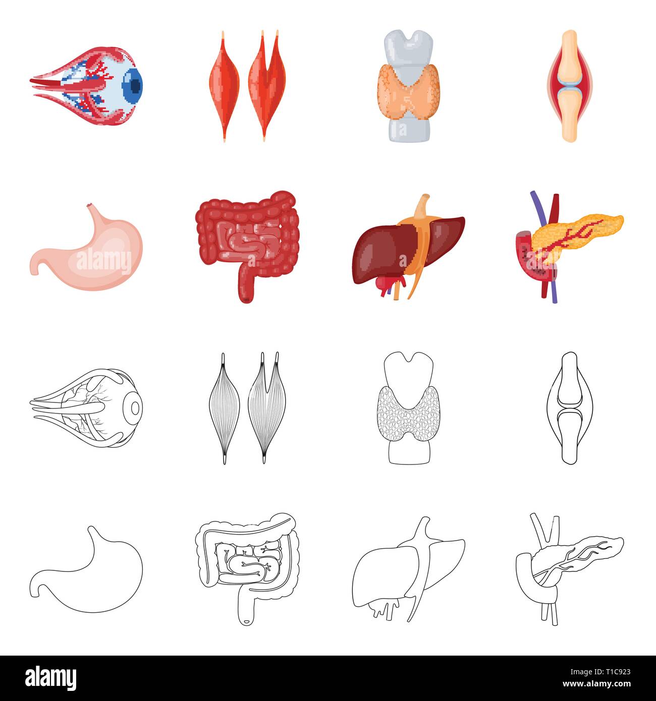 eyeball,muscle,dorsal,bone,stomach,liver,pancreas,eye,organs,spinal ...