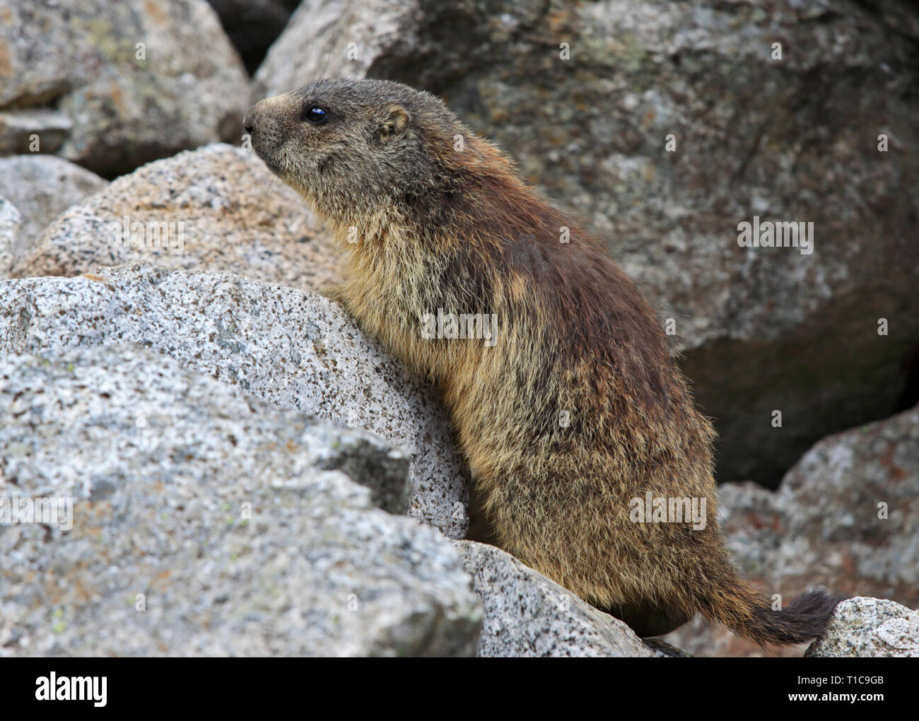 Alps marmot hi-res stock photography and images - Alamy