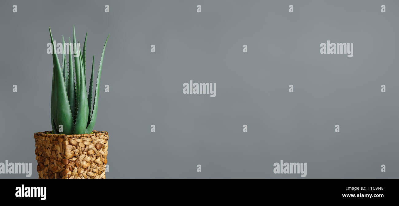 Indoor plant on grey background, copy space Stock Photo - Alamy