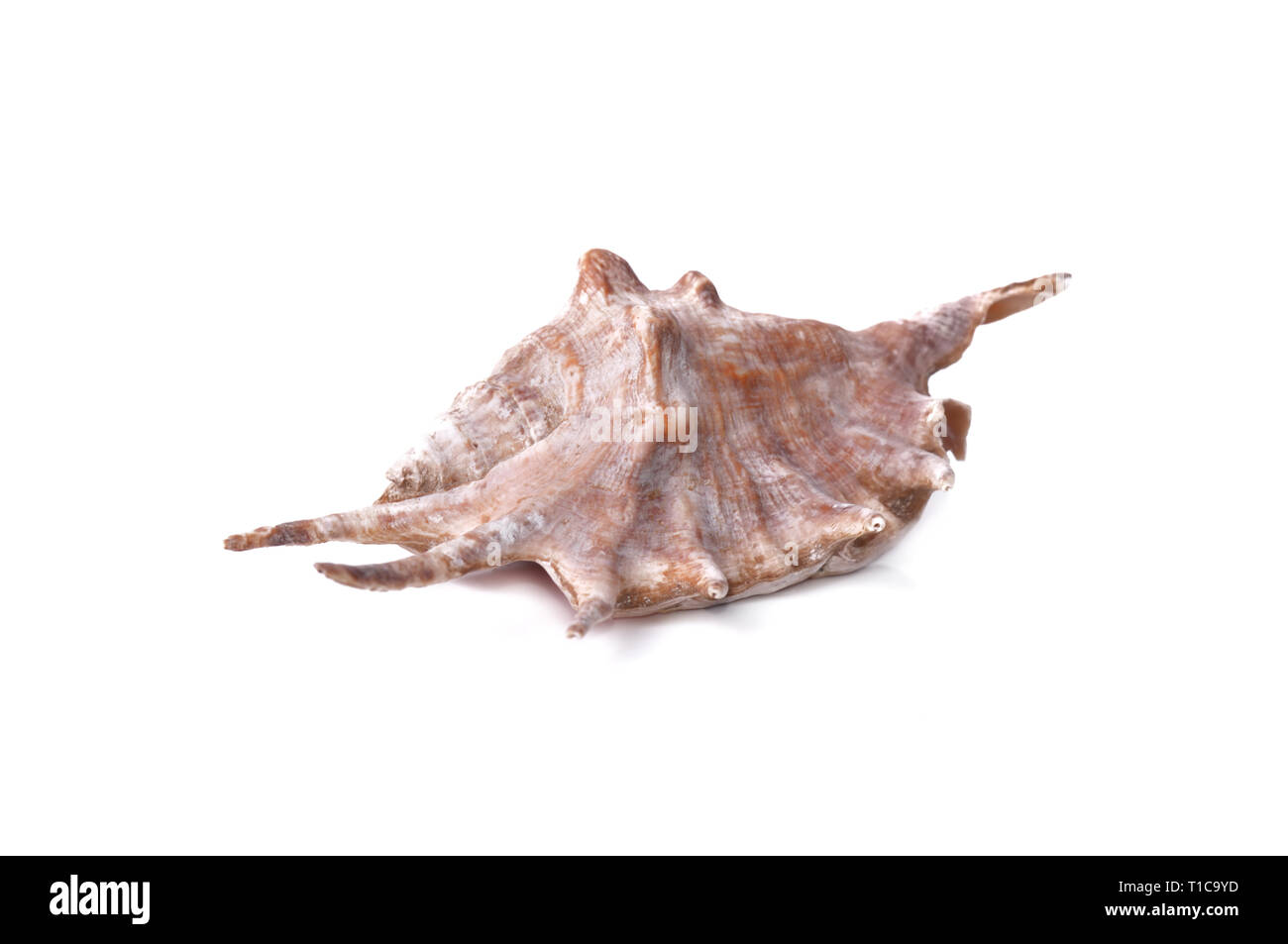 single exotic seashell isolated on white background Stock Photo - Alamy