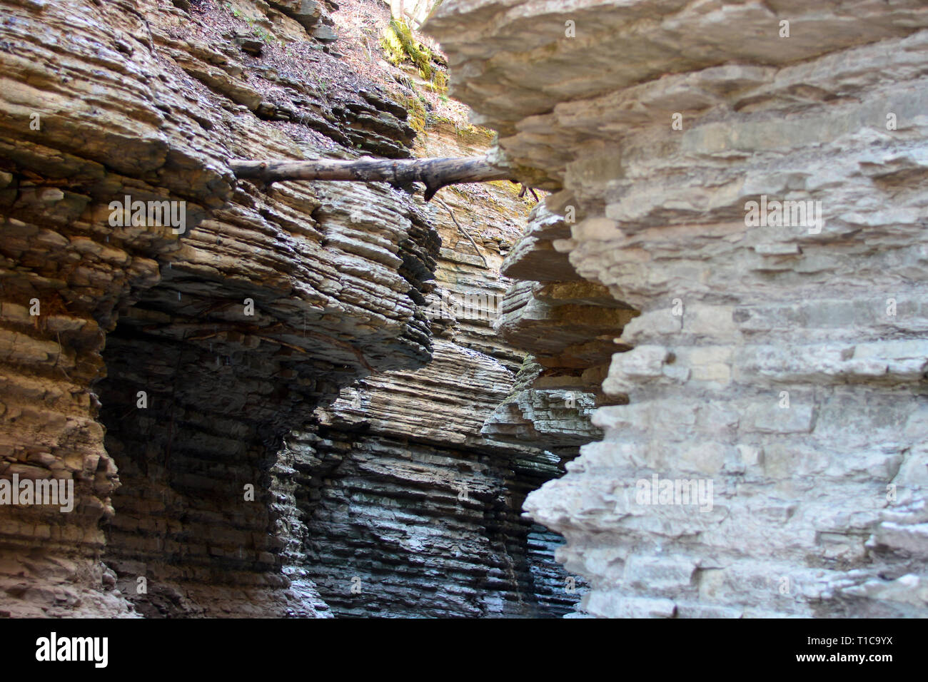 a tree trunk to cross a narrow gorge Stock Photo - Alamy