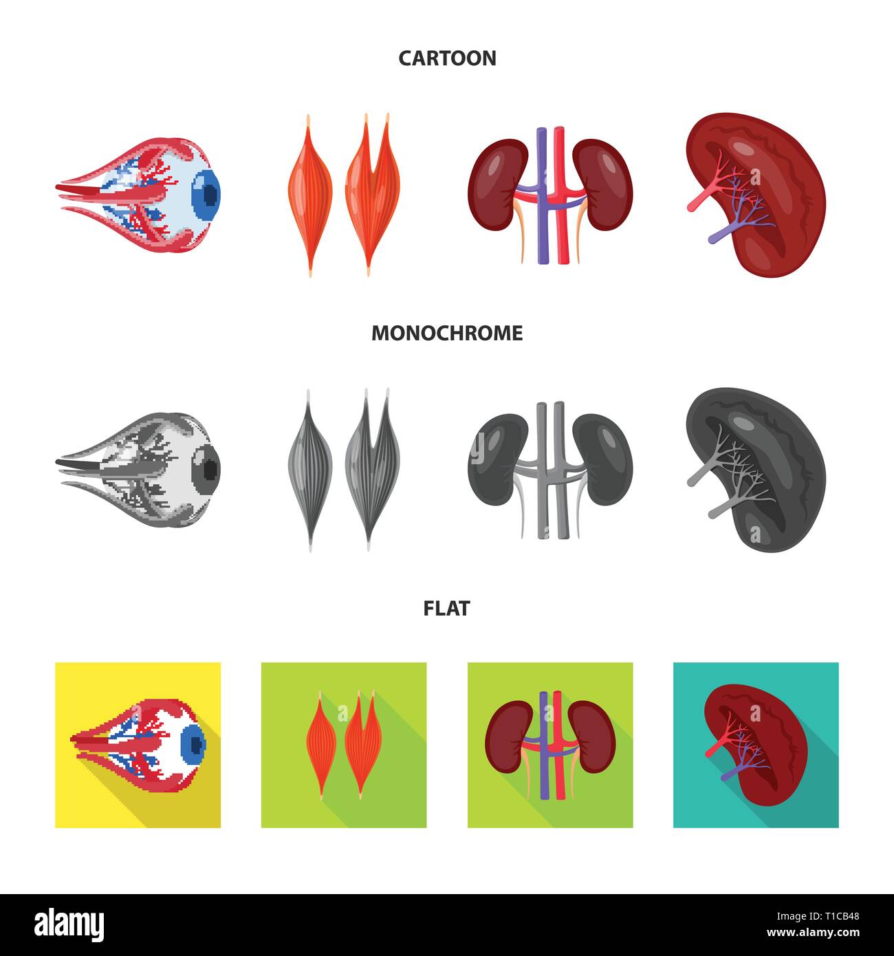 eyeball,muscle,kidney,eye,organs,urinary,cornea,tissue,beans,layers ...