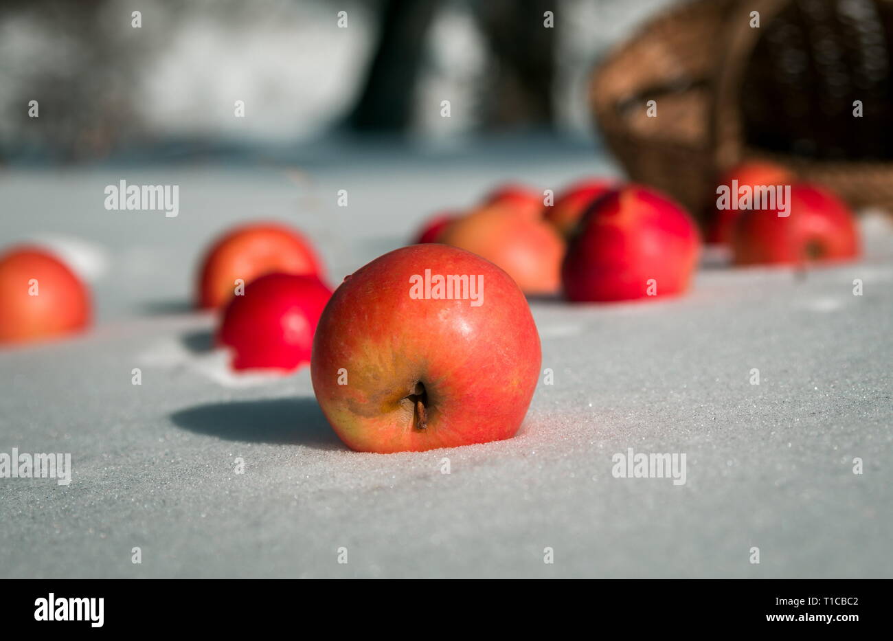 Frosted red apples hi-res stock photography and images - Alamy