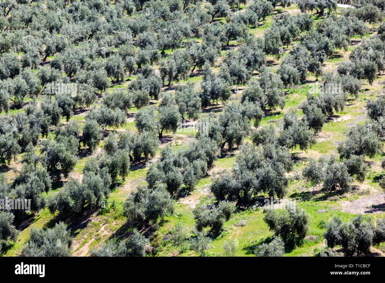 Olive trees plantation Stock Photo - Alamy