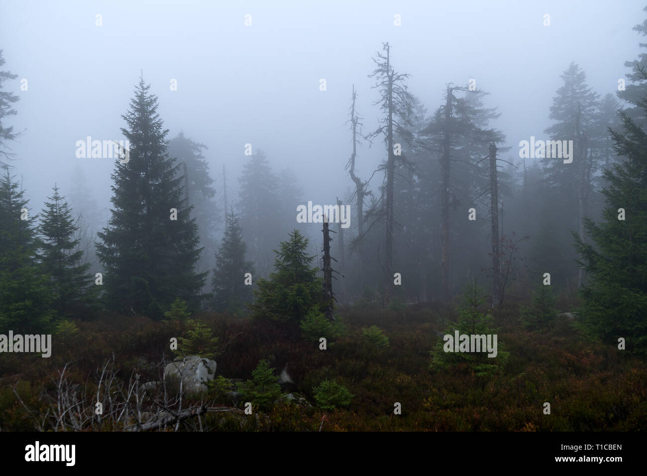 German fauna hi-res stock photography and images - Alamy